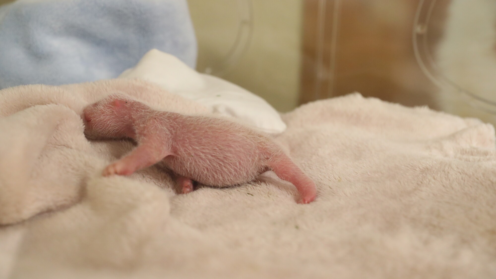 FedEx Celebrates Birth of Panda Cub Five Years after Flying Pandas to ...