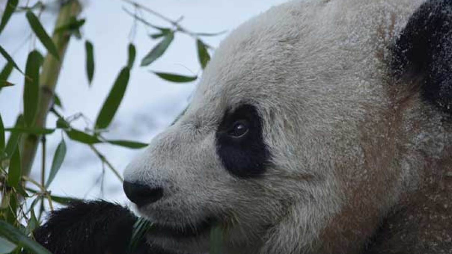 Giant Panda Bao Bao Departs Smithsonian’s National Zoo for China