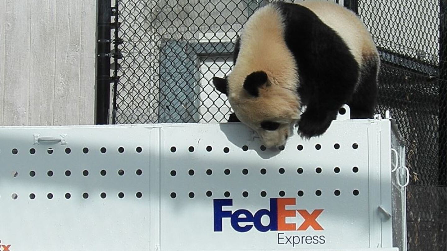 Canada’s Favourite Panda Family Moves out West