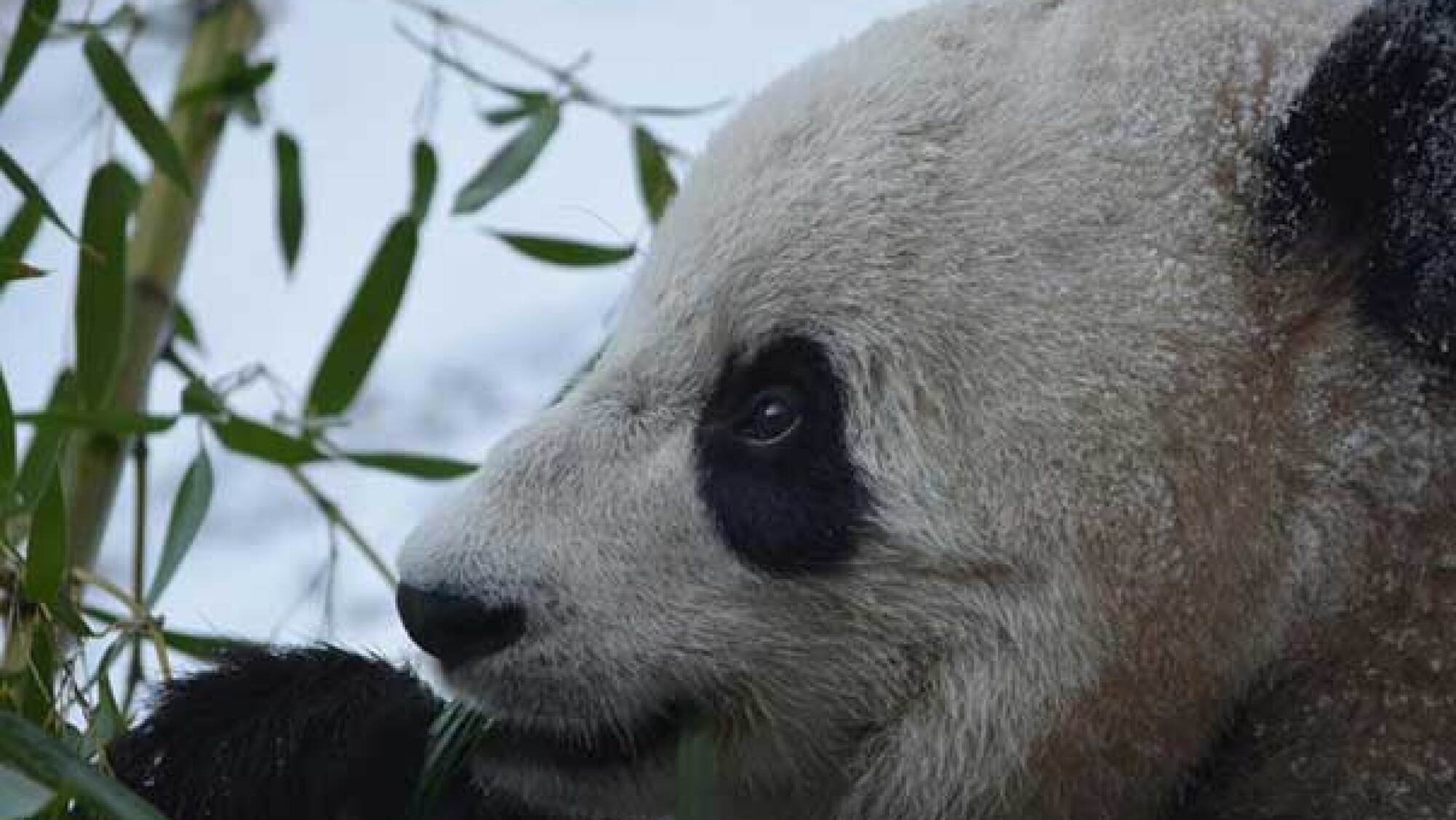 Giant Panda Bao Bao Departs Smithsonian’s National Zoo for China